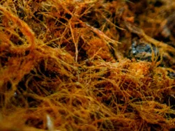 Our Blog - Learn About the production of Tequila