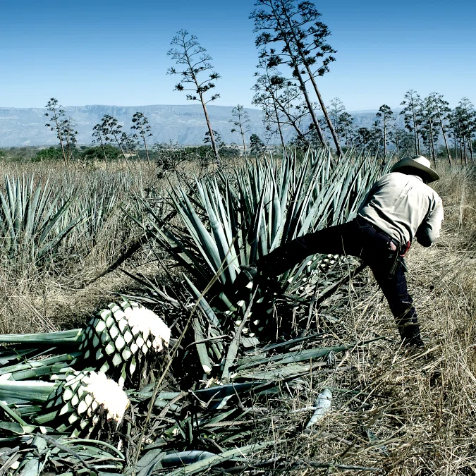 A Brief History of The Agave Plant and Facts